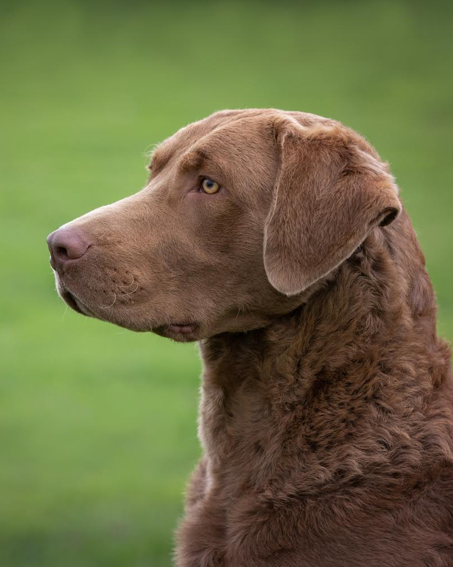 Stud dogs – Chesapeake Bay Retriever Club