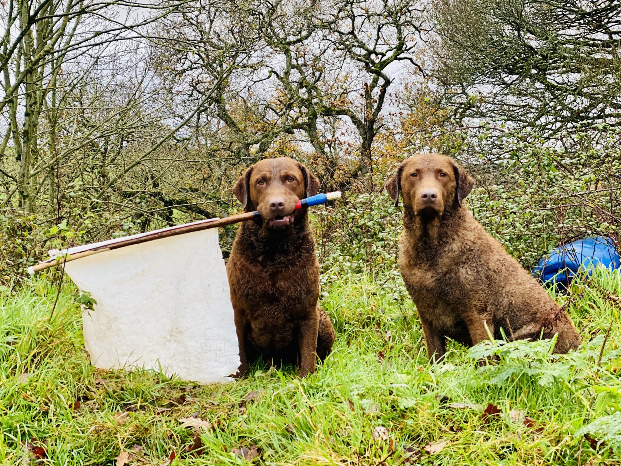 Breed News Weekly - Chesapeake Bay Retriever Club