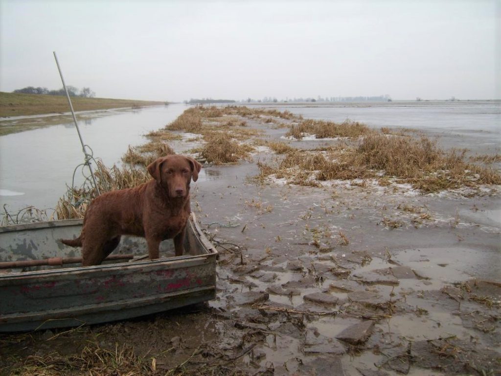 Breed News Weekly - Chesapeake Bay Retriever Club