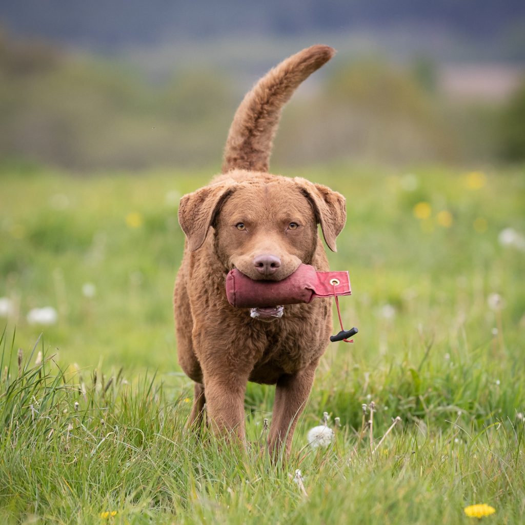 - Chesapeake Bay Retriever Club