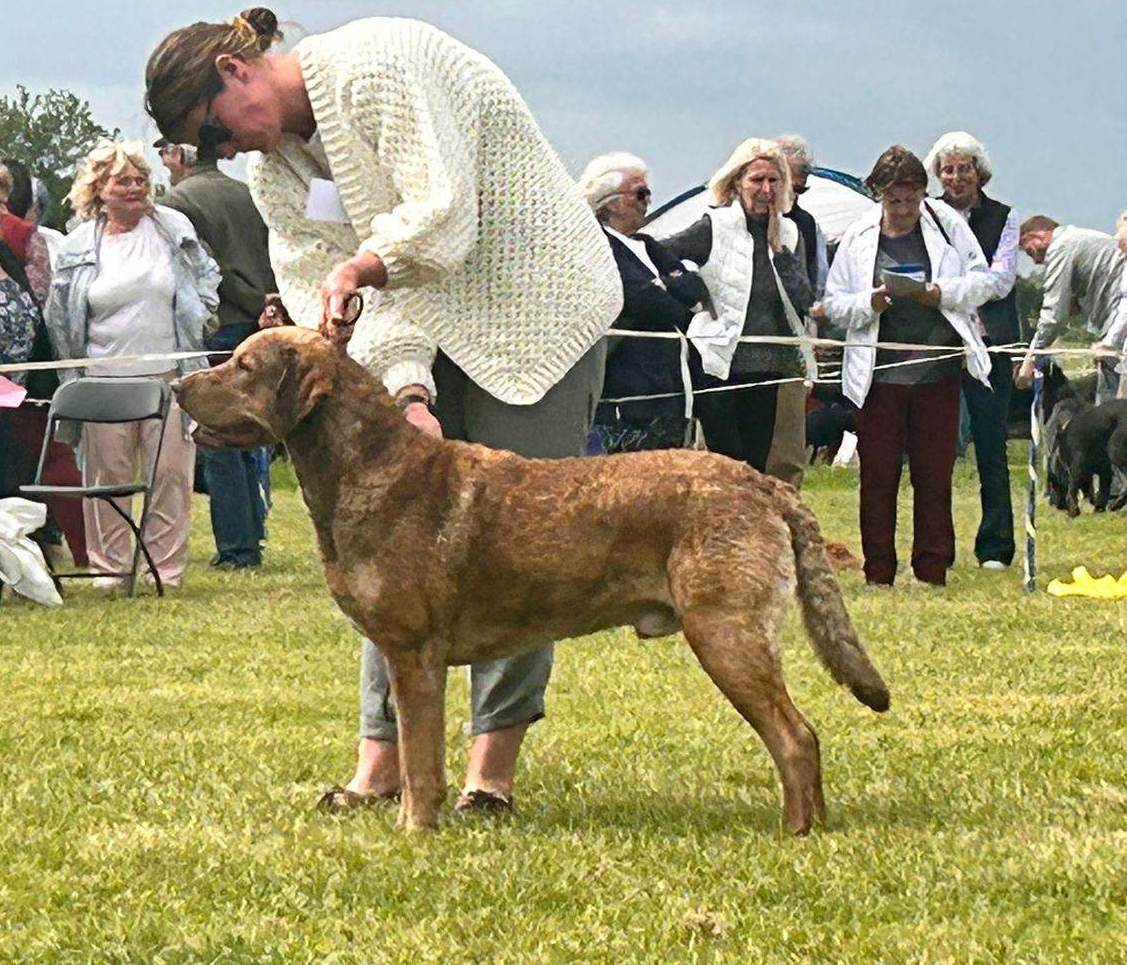 Breed News Weekly - 6 - Chesapeake Bay Retriever Club