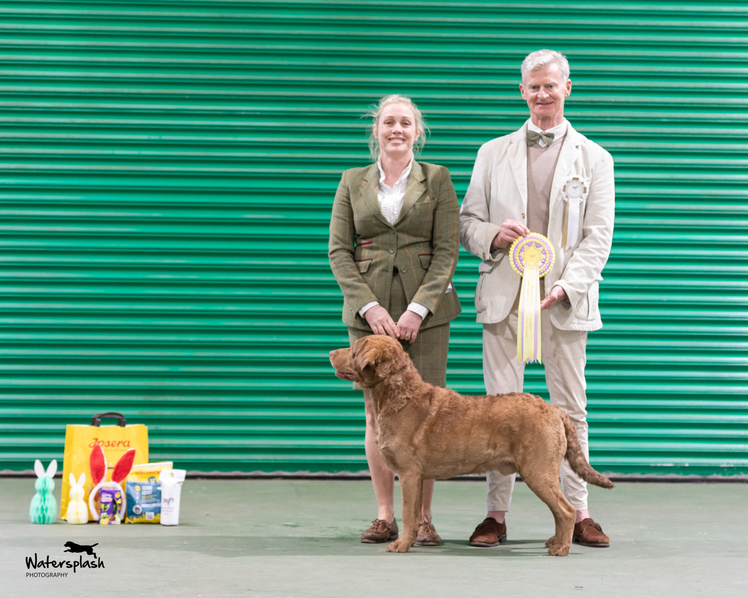 Shows - Chesapeake Bay Retriever Club